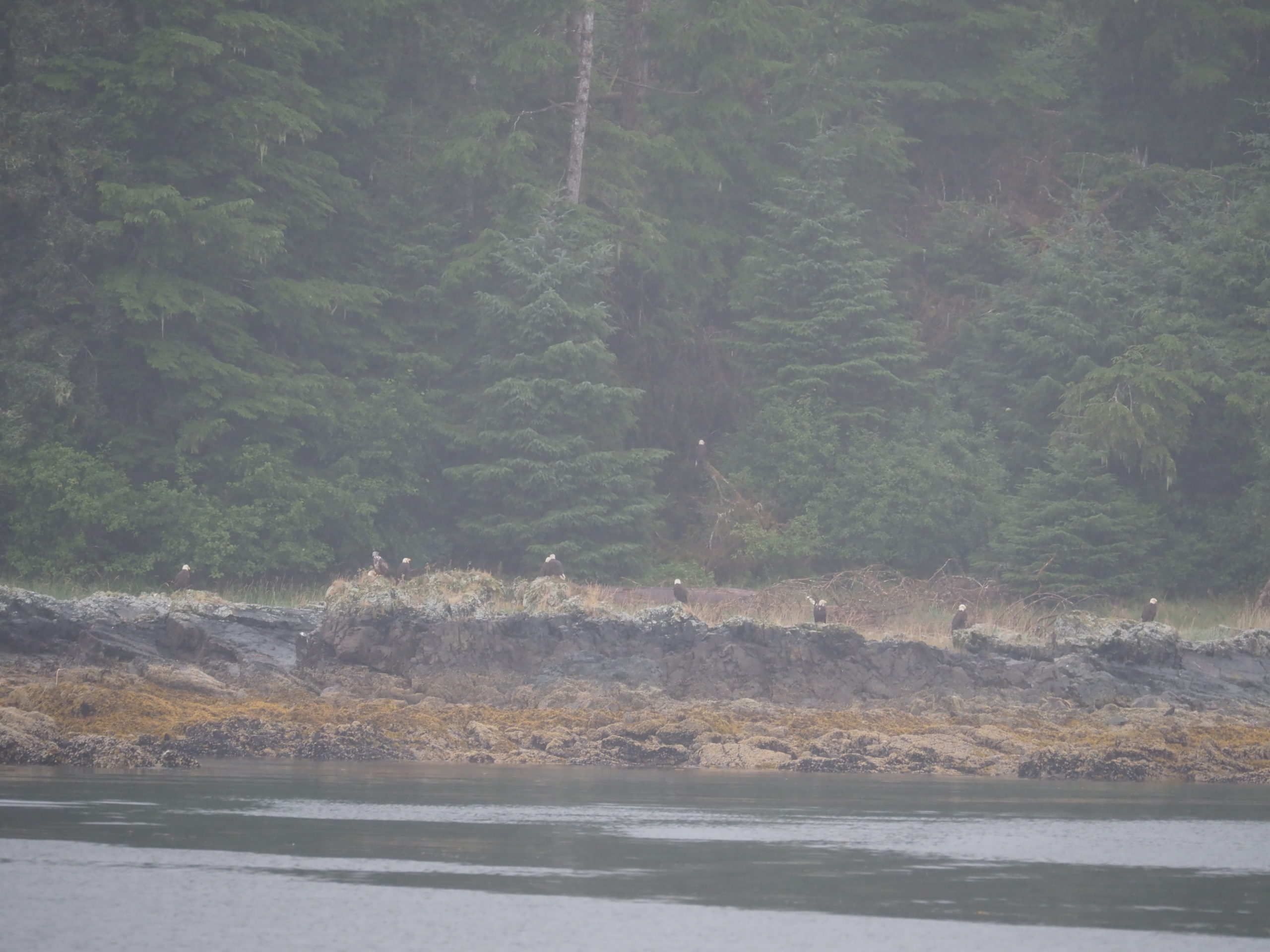 Tracy Arm to Kake Via Cannery Cove | Water Dog Site